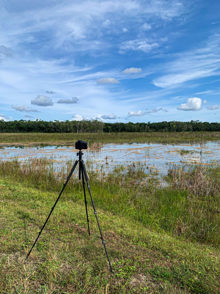 Where is the Z Tree in the Everglades National Park?