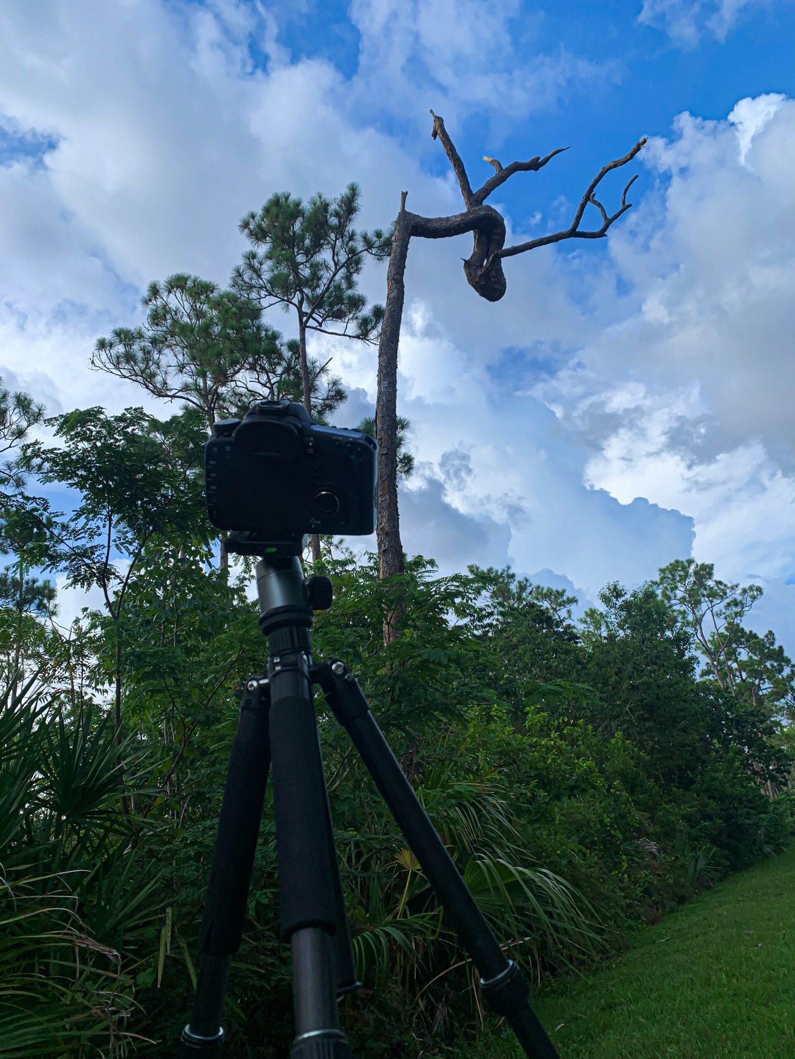 Where is the Z Tree in the Everglades National Park?