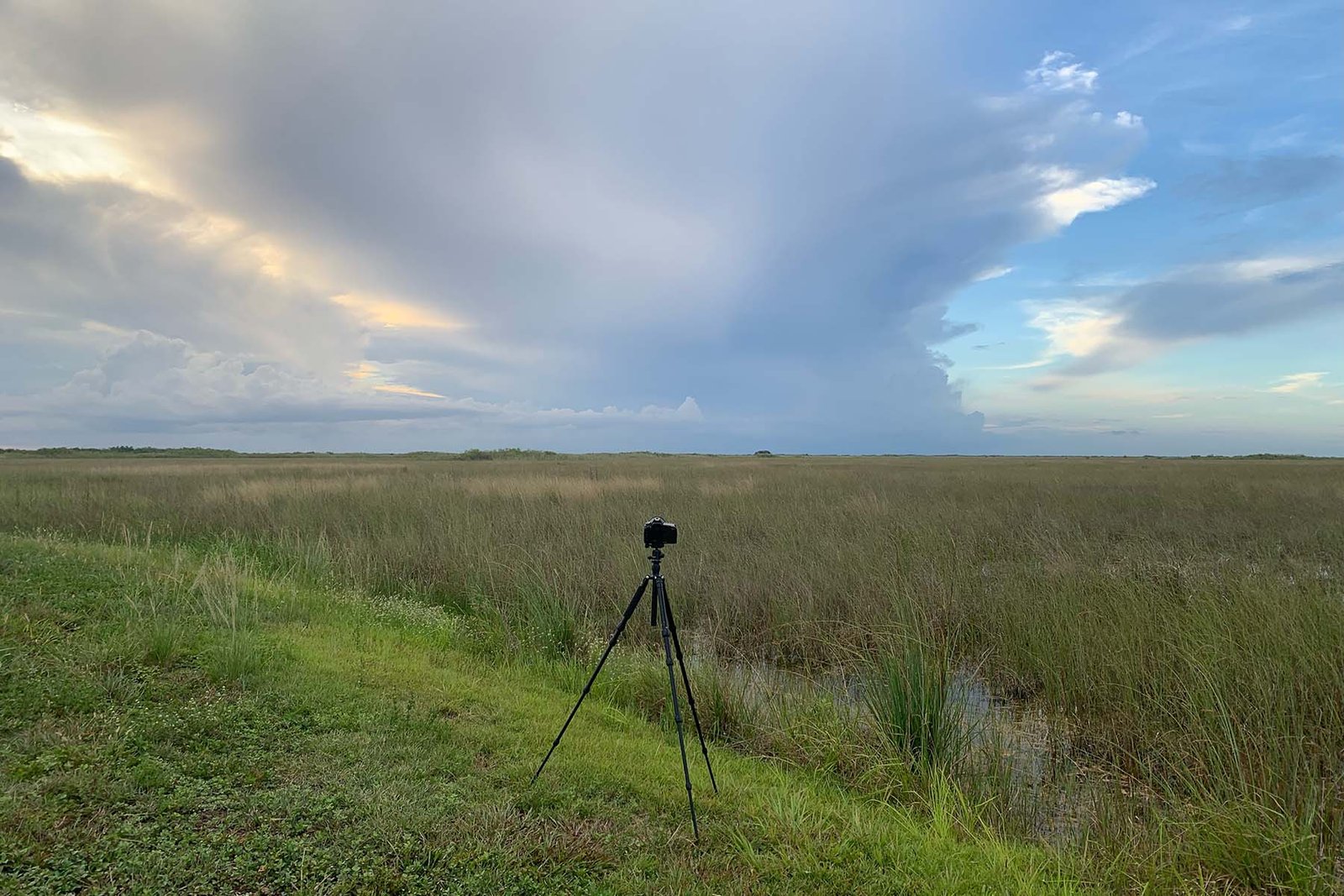 Where is the Z Tree in the Everglades National Park?
